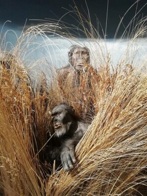 Paranthropus robustus: mały przodek człowieka, wielkie odkrycie